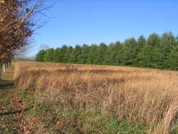 Untitled Document [www.keithstrain.com]