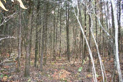 Untitled Document [www.keithstrain.com]